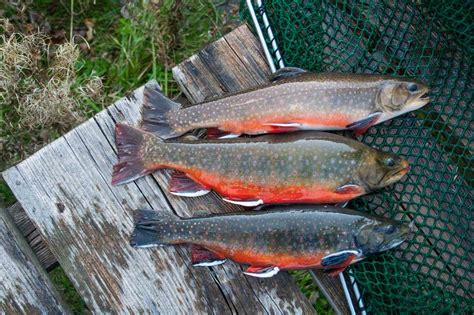 Bio Saibling Kaufen Genussvoller Speisefisch Aus Österreich Nahgenuss