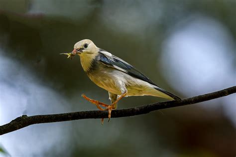 붉은 부리 찌르레기 육추 먹이를 물어 오는 것을 보면 각다귀 애벌레 아주 작은 개구리 그리고 깃털을 물고 들어가는군요 이제 갖 알에서 부 한국의 새 Band