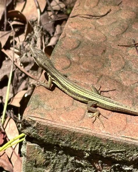 草蜥 Youtube