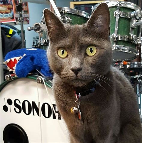 Nimbus The Cat Hanging On To Summer Kitty Cat Style 😸🌞 Facebook