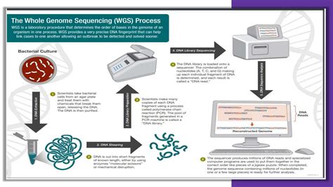 Whole Genome Sequencing New And Its Types Including Shortgun And Clone By Clone Pptx
