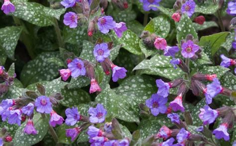 Pulmonaria Plant Growing And Care Guide For Gardeners