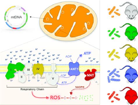 Mouse Models Of Mitochondrial Dysfunction Mice With Normal Download Scientific Diagram