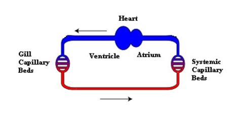 Difference Between Single And Double Circulation