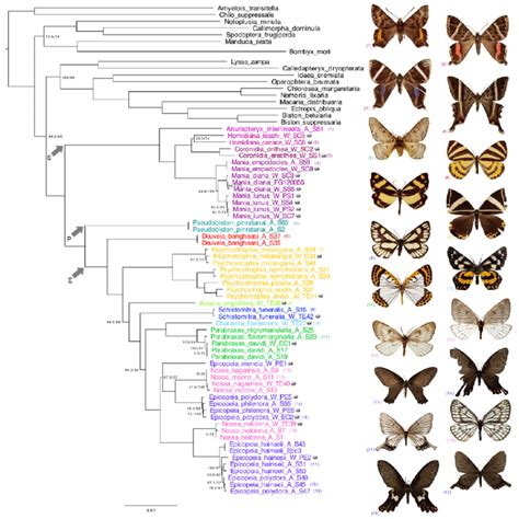 Phylogenetic Tree From Iqtree Analysis Of 45 Species Based On 308