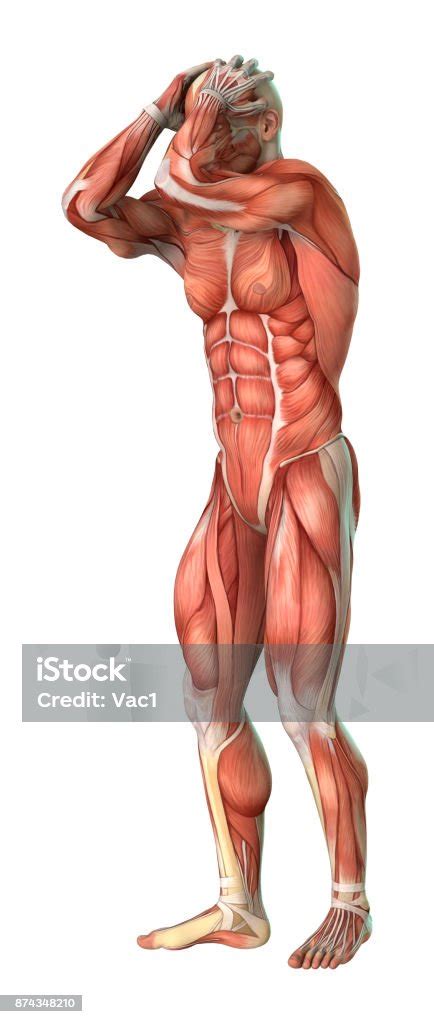 화이트에 근육 3d 렌더링 남성 해부학 그림 지도 0명에 대한 스톡 사진 및 기타 이미지 0명 3차원 형태 건강관리와 의술 Istock