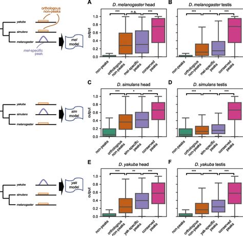 Species Specific Peaks May Be Poised For Evolution A B Boxplots Of