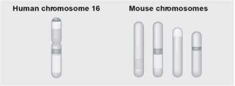 Bio Weekly Quiz Questions Flashcards Quizlet