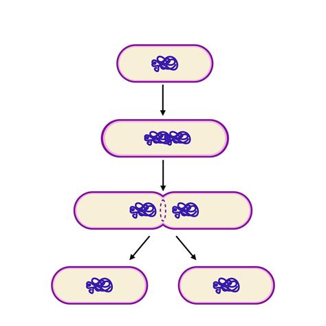 Binary Fission Of Bacteria Process Illustration 53257288 Vector Art At