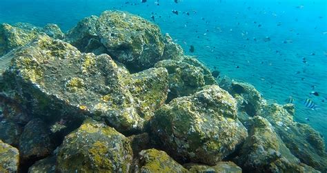 Restoring Coral Reefs In Bali Briefing Earthwatch