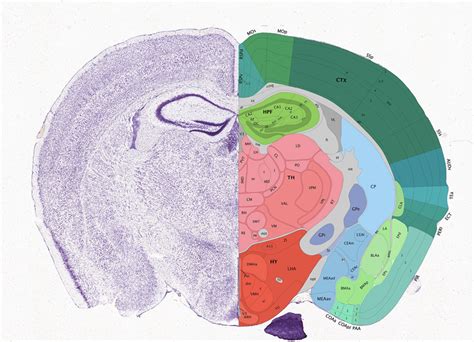 Jefworks Lab Complementing Single Cell Clustering Analysis With