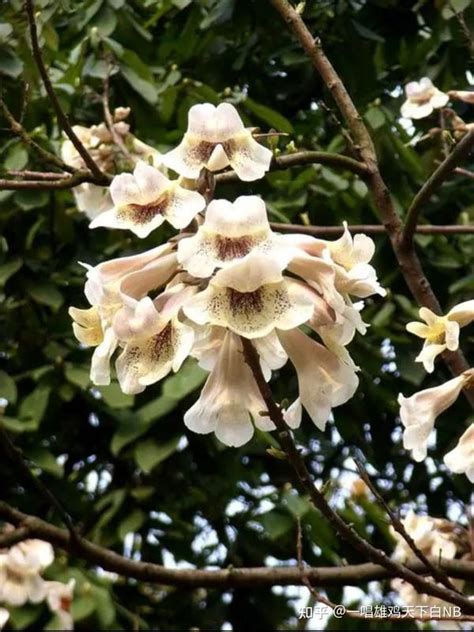 如何区分紫花泡桐与白花泡桐 知乎