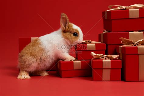 귀여운 토끼와 새해 빨간색 선물 상자 사진 무료 다운로드 Lovepik
