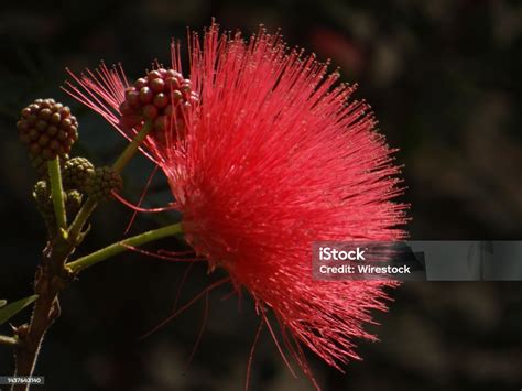 흐릿한 배경에 있는 빨간색의 생생한 칼리안드라 꽃의 얕은 초점 샷 0명에 대한 스톡 사진 및 기타 이미지 0명 계절 꽃 나무 Istock