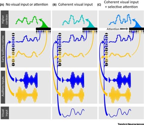 The Effect Of A Coherent Visual Stimulus And Selective Attention On The Download Scientific