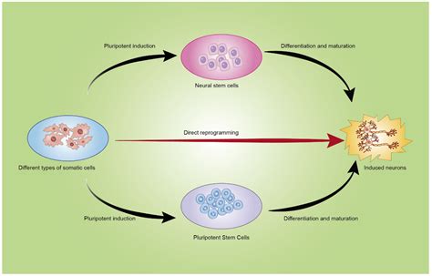 Somatic Cell Diagram
