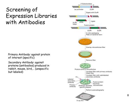 Ppt Characterization Amplification Expression Powerpoint