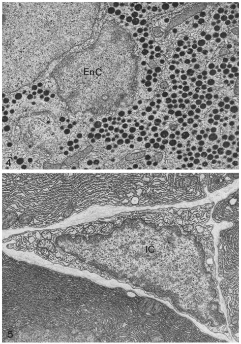 Interstitial Cells Ic Are Found Within The Intercellular Spaces And Download Scientific