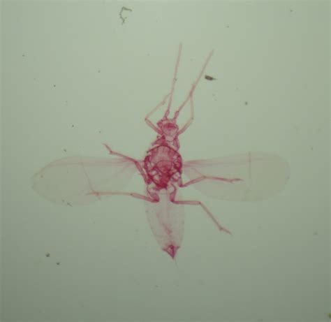 Pseudococcus Viburni Bioquipbugs