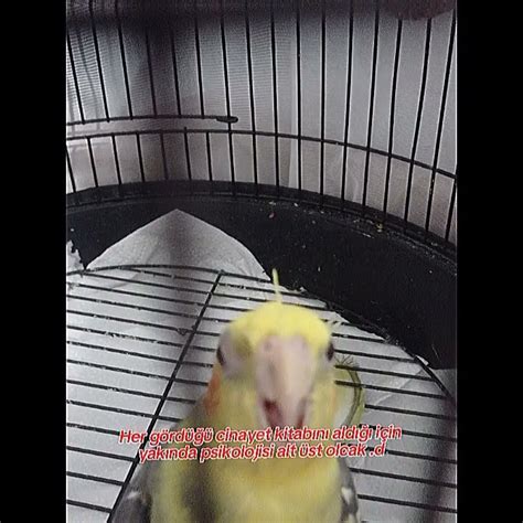 Cinayet Gizemi Cellatın Gecesi Bir Markadır Youtube