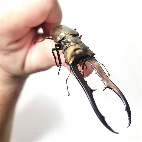 Metallic Stag Beetle Cyclommatus Metallifer Finae James Beetle Farm