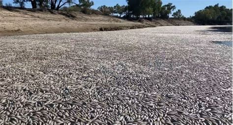 호주서 물고기 수백만마리 떼죽음폭염으로 수온 상승