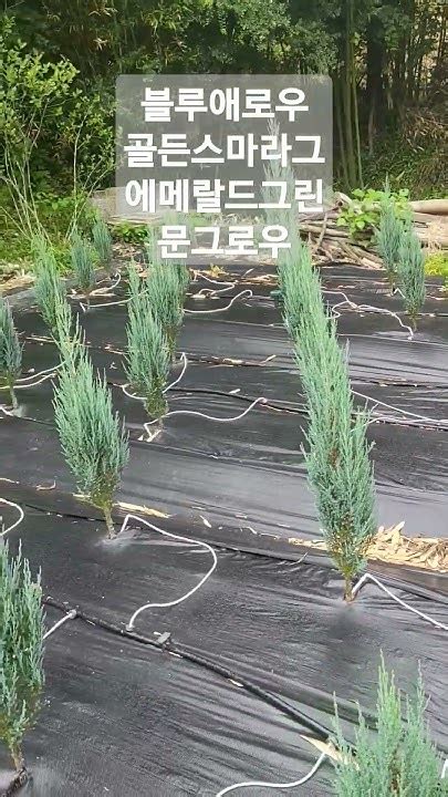 블루애로우 문그로우 에메랄드그린 골든스마라그 시험삼아심어봤어요 Youtube