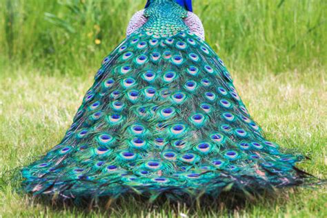 Peacock Tail Down