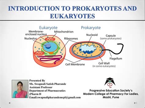 Introduction To Prokaryotes And Eukaryotes Pdf