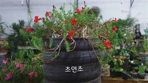 시골일상tv ️모야모 꽃이름알기 야생화영상 야생화 시골일상 시골일상tv 나누리야생화 힐링영상 야생화 시골일상 Youtube