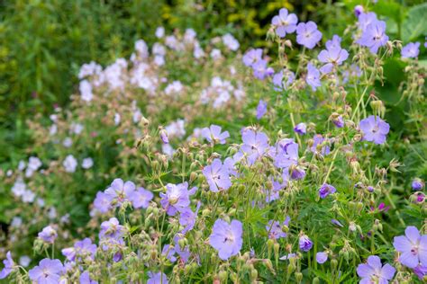 Ground Cover Plants Shade