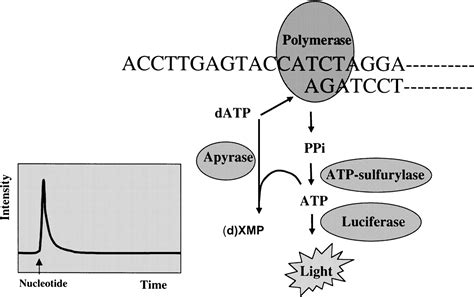 Pyrosequencing Sheds Light On Dna Sequencing