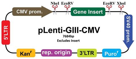 Tmem204 Lentiviral Vector Rat Cmv Plenti Giii Cmv Applied