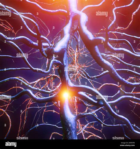 The Electrical Process Of A Neuron At Raymond Rosaria Blog