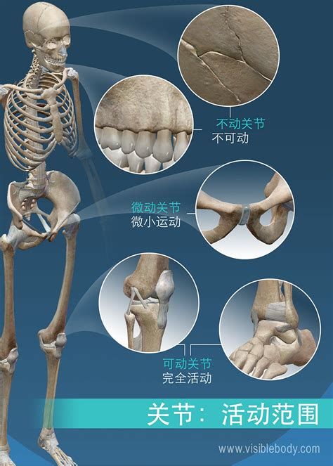学习骨骼解剖学 关节和韧带