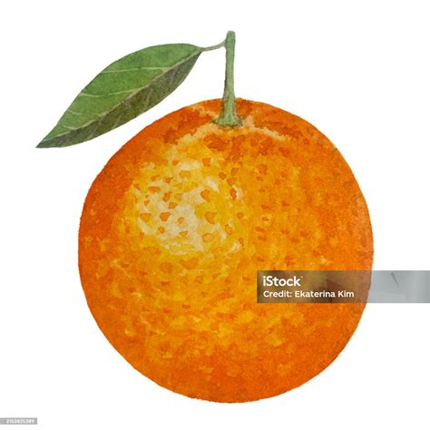 흰색 배경에 고립된 잎 수채화 그림이 있는 오렌지 과일입니다 음식 디자인 포장 대중음식점 메뉴 자연적인 유기 음식 상표 로고 및 장식을 위한 고품질 손으로 그린 예술 감귤에