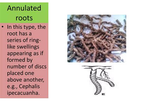 Root And Its Modifications PPTX Gardening Home Garden