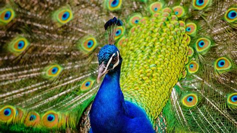 Peacock Hd Wallpapers Top Free Peacock Hd Backgrounds Wallpaperaccess