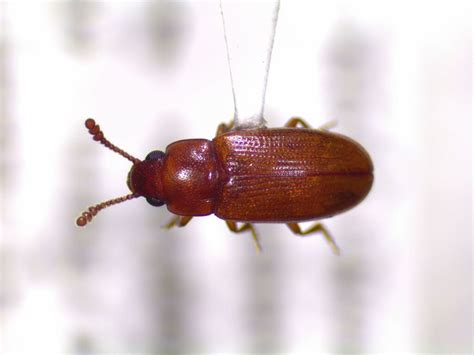 Gopher Tortoise Burrow Ecosystems Where Reptiles And Insects Coexist