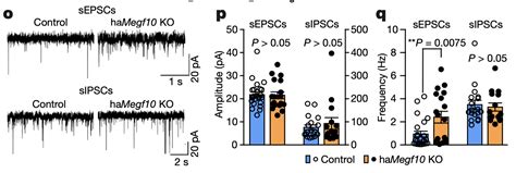 [paper Review] Astrocytes Phagocytose Adult Hippocampal Synapses For