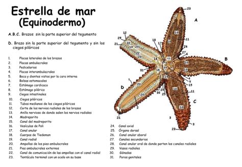 Estrella De Mar