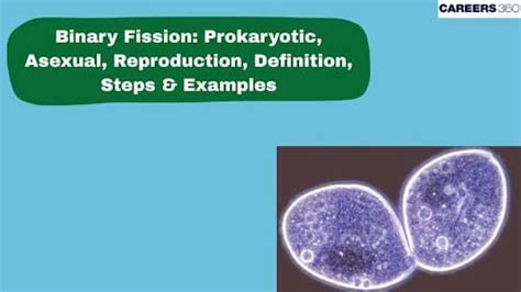 Binary Fission Prokaryotic Asexual Reproduction Definition Steps Examples