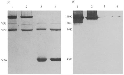 Effect Of Heat And Reduction On Vp6 Present In Single Capsid Particles Download Scientific