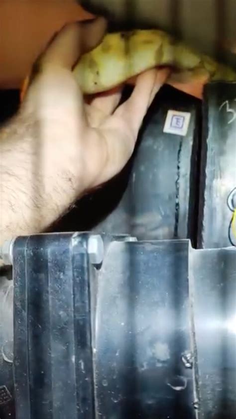 Rver Finds Python In His Storage And Brings It In His Rv Nomadic News