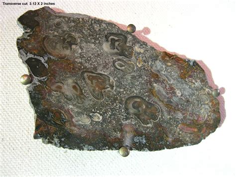 Tree Fern Tempskya From North Carolina Member Collections The