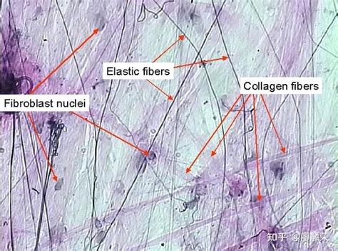 结缔组织的细胞成分和纤维成分 知乎