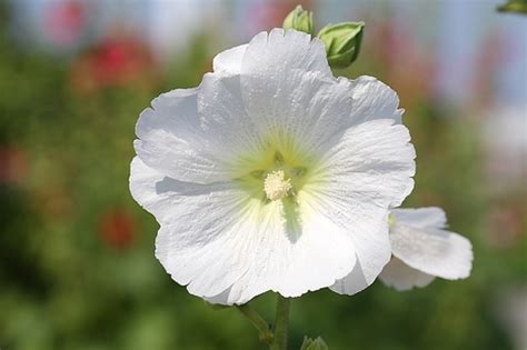 유토이미지 하얀접시꽃