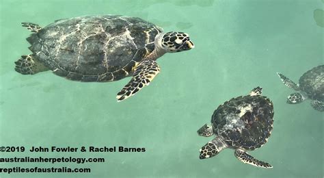 Hawksbill Turtle Eretmochelys Imbricata Bissa Reptiles Of Australia