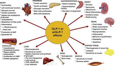 Glucagon Like Peptide 1glp 1 Receptor Agonists In The Management Of
