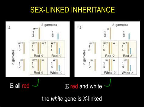PPT LECTURE PATTERNS OF INHERITANCE II PowerPoint Presentation Free Download ID